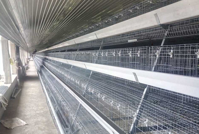 Philippines Steel Structure Layer Chicken House - Poultry House